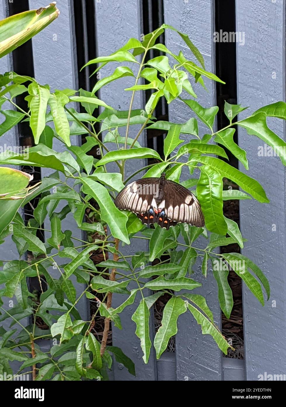 Orchard Swallowtail (Papilio aegeus Stock Photo - Alamy
