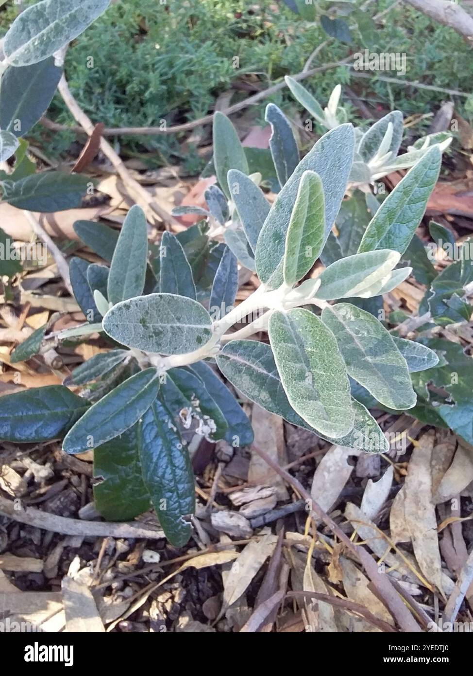 Olearia pannosa hi-res stock photography and images - Alamy