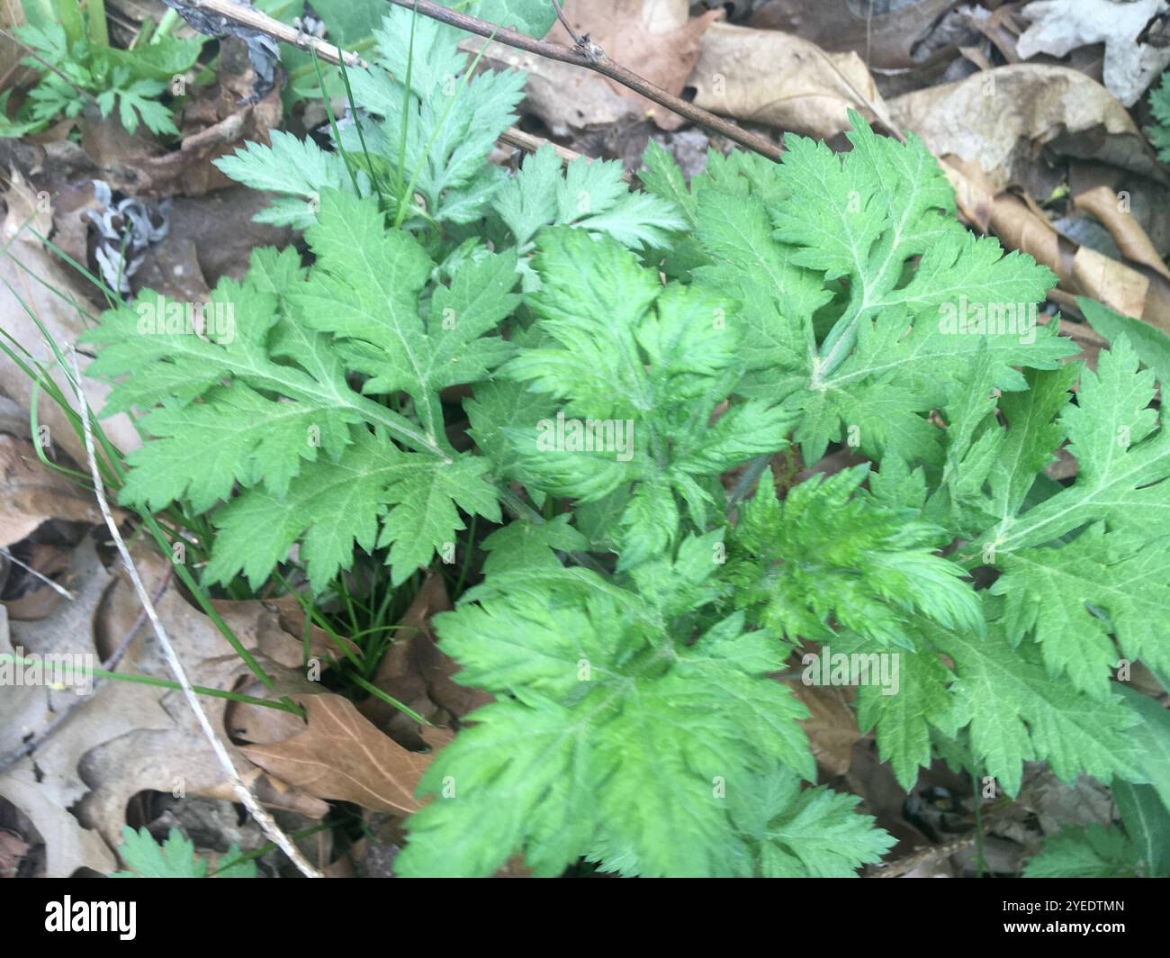 common mugwort (Artemisia vulgaris Stock Photo - Alamy