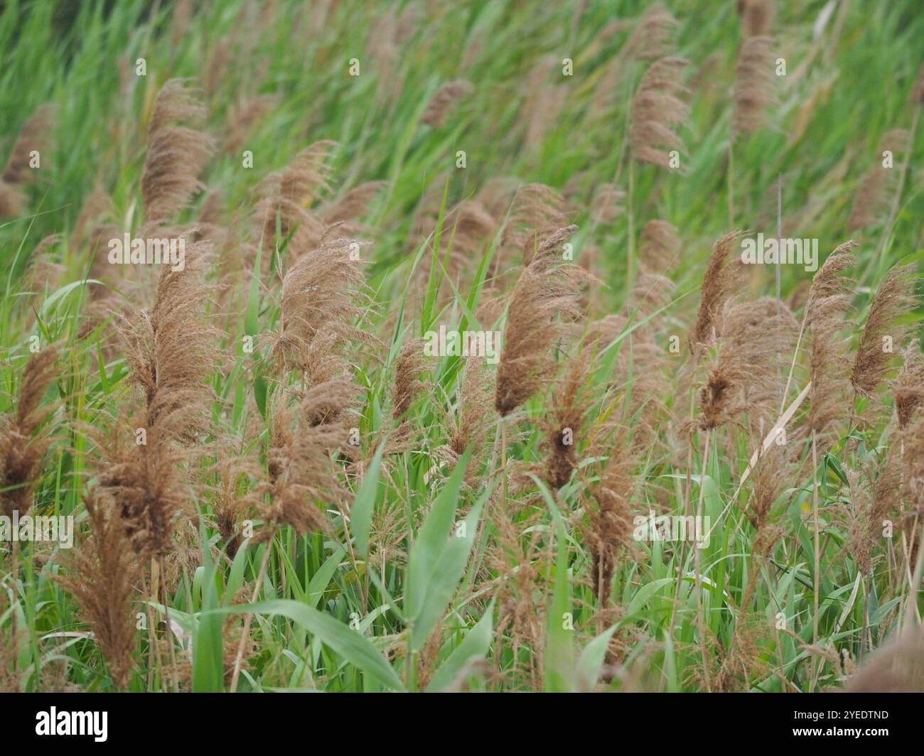 common reed (Phragmites australis Stock Photo - Alamy