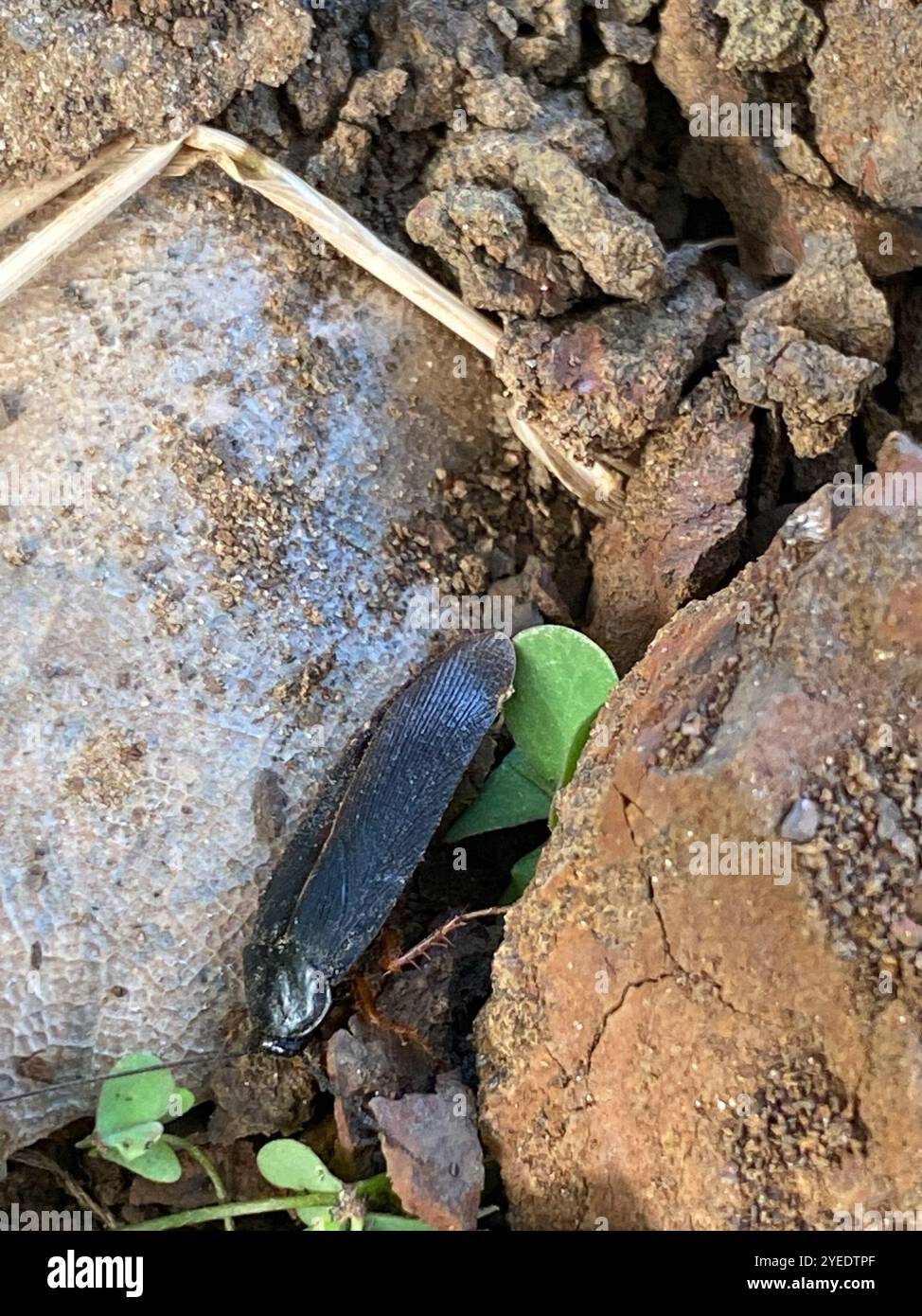 Dark Wood Cockroach (Ischnoptera deropeltiformis Stock Photo - Alamy