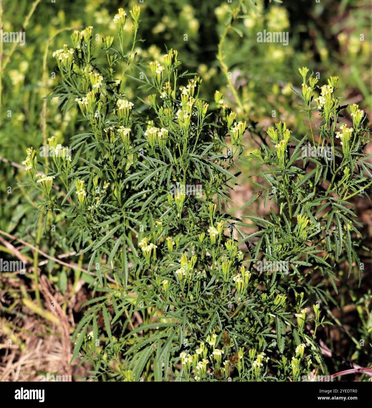 wild marigold (Tagetes minuta Stock Photo - Alamy