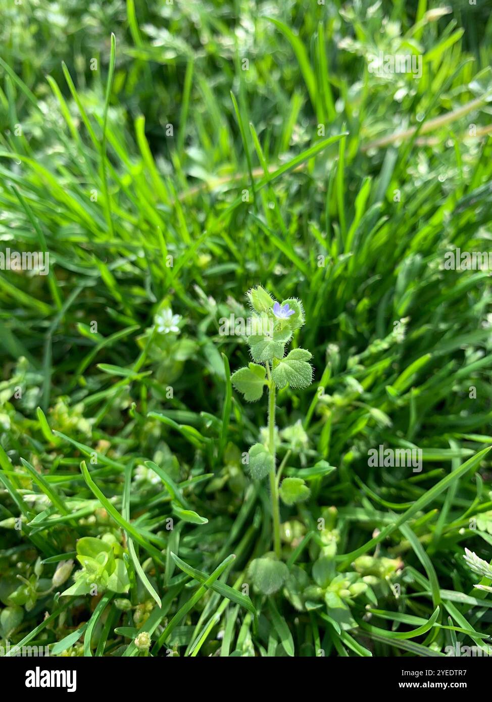 Ivy-leaved Speedwell (Veronica hederifolia Stock Photo - Alamy