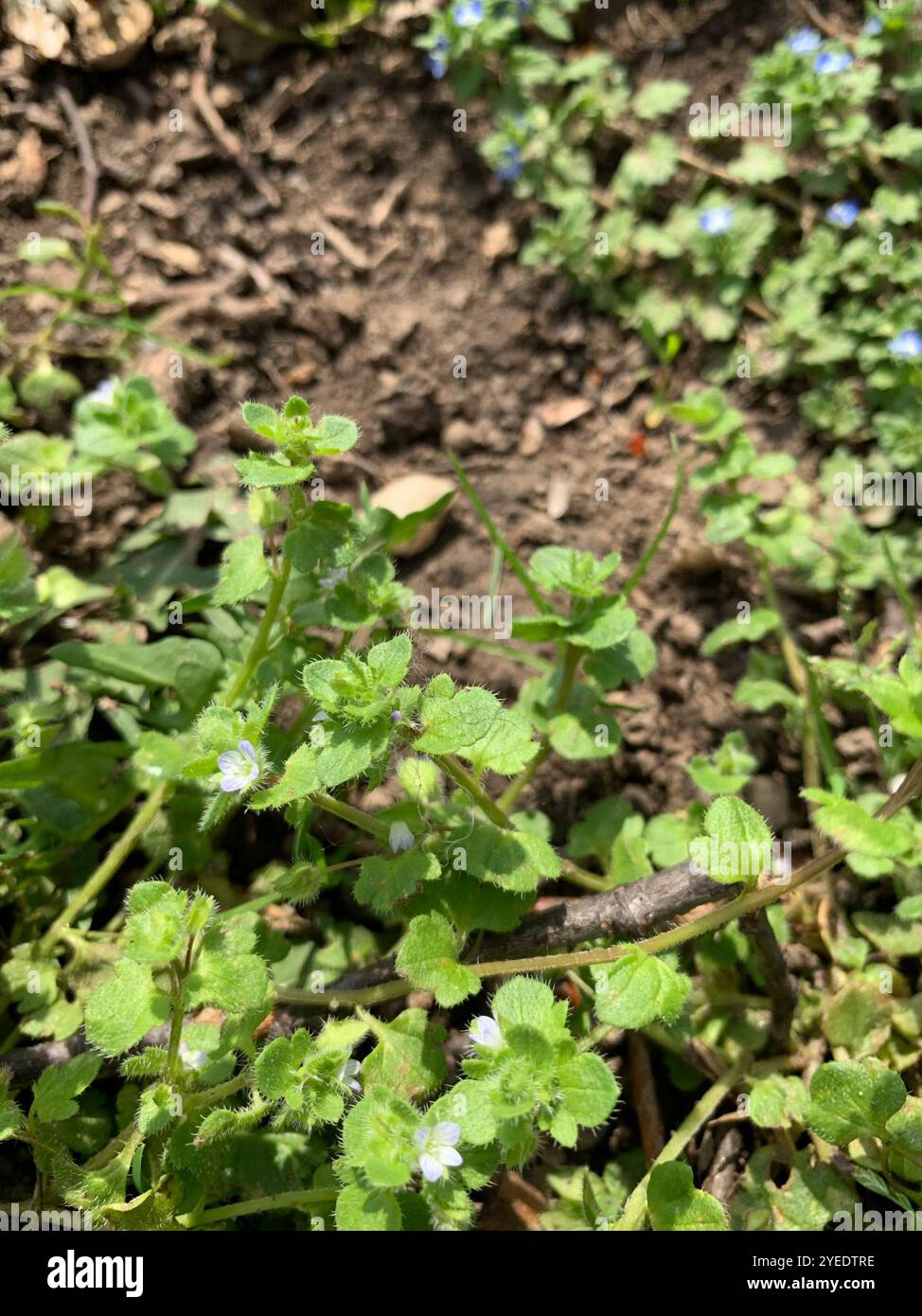 Ivy-leaved Speedwell (Veronica hederifolia Stock Photo - Alamy