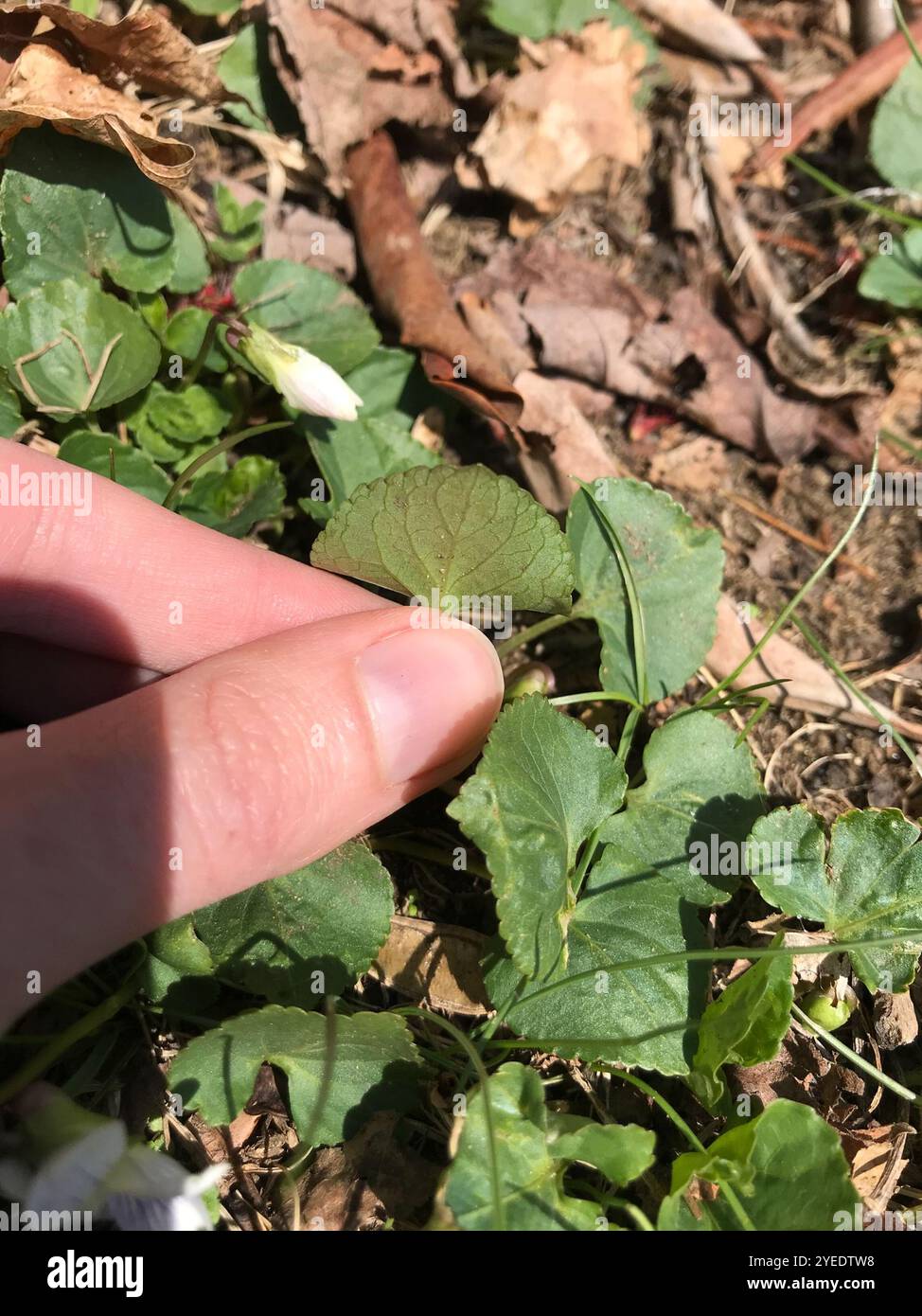 northern white violet (Viola minuscula Stock Photo - Alamy