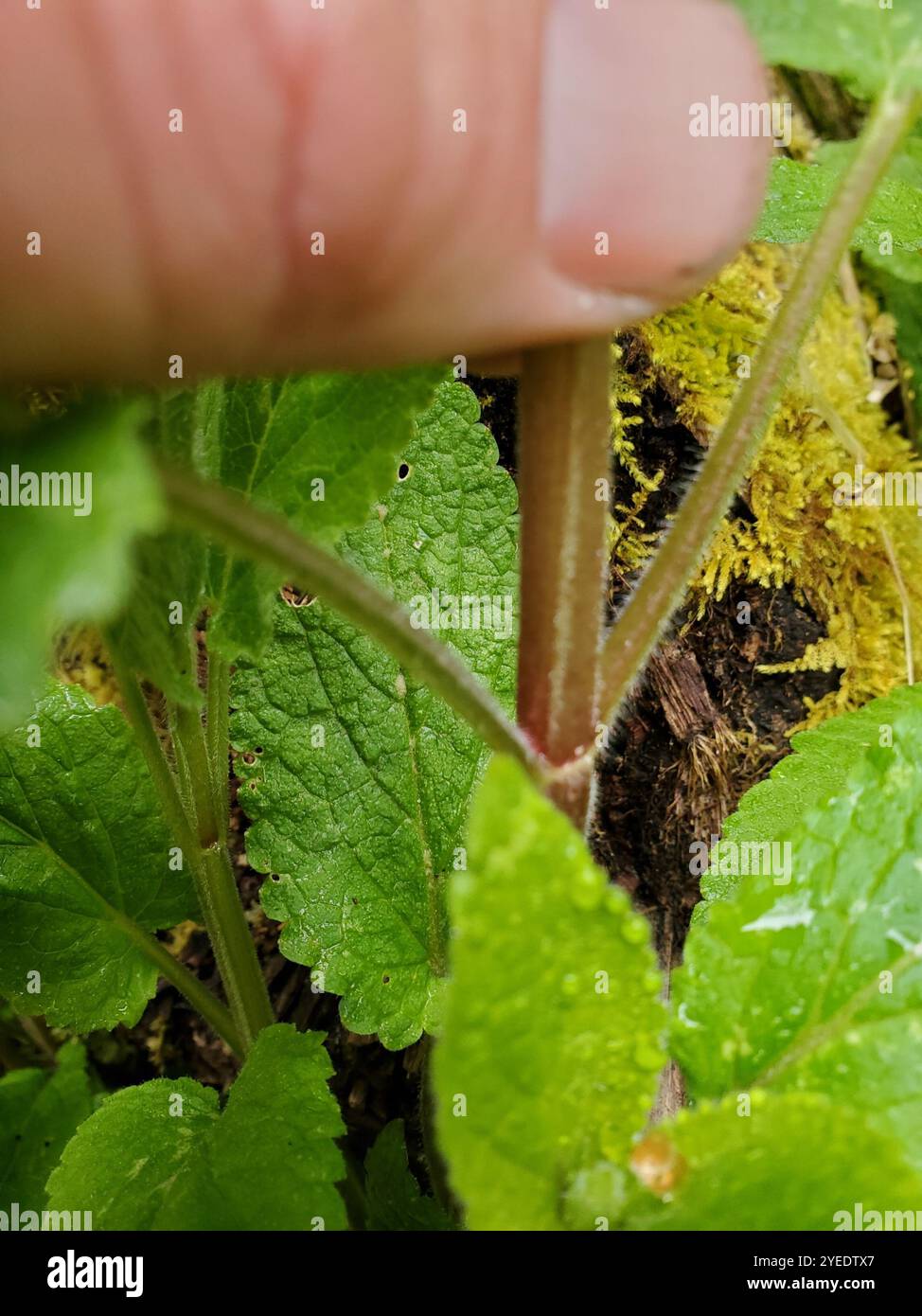 Coastal Hedge-nettle (Stachys chamissonis Stock Photo - Alamy