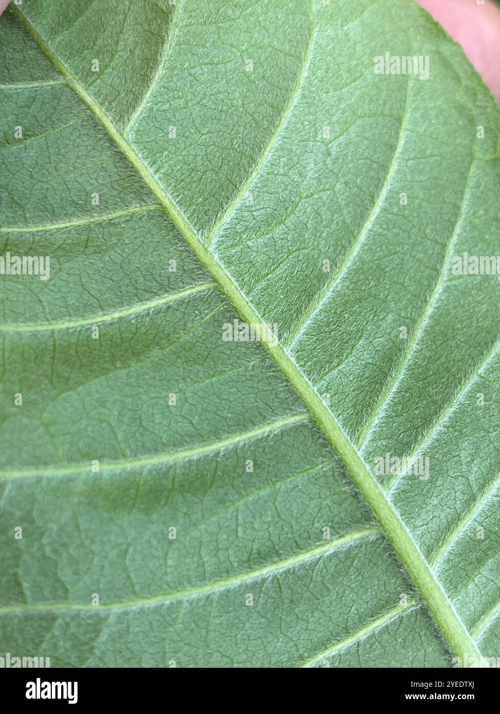 Wafer Ash (Ptelea trifoliata mollis Stock Photo - Alamy