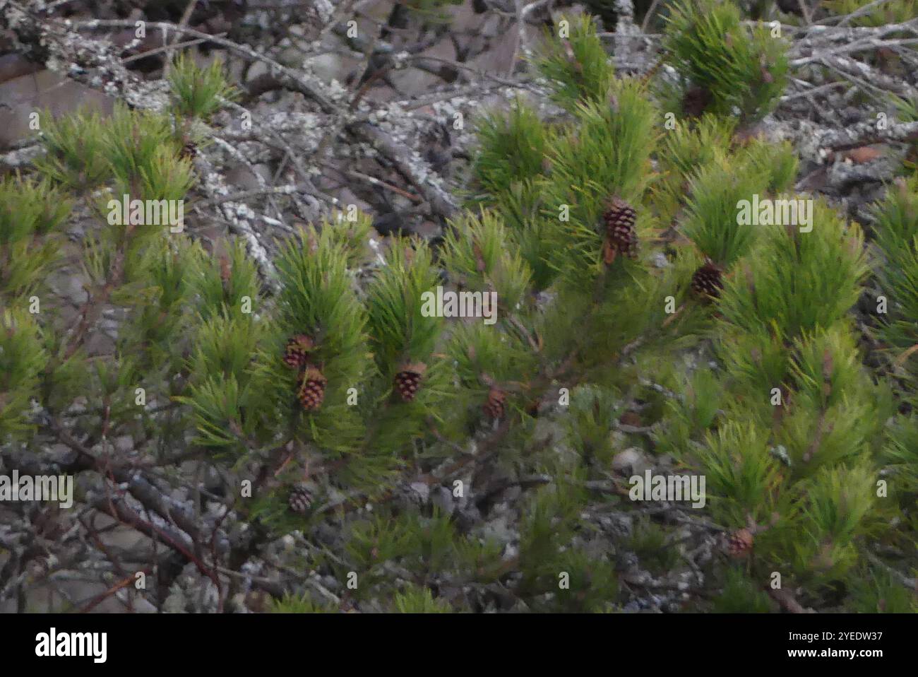 Shore Pine (Pinus contorta contorta Stock Photo - Alamy