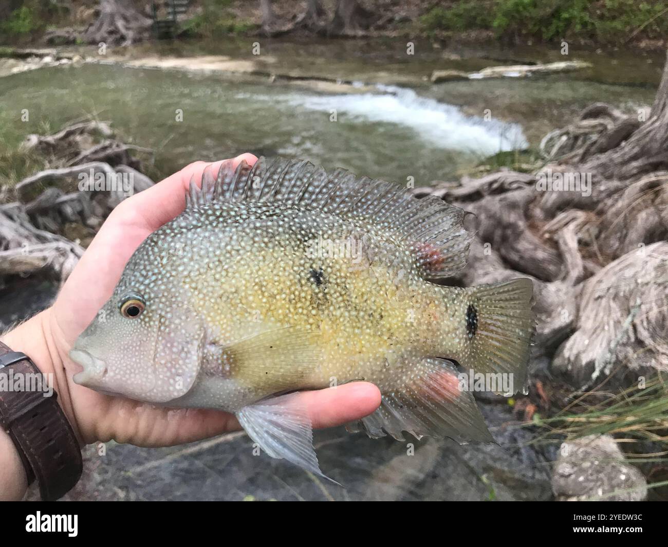Texas Cichlid (Herichthys cyanoguttatus Stock Photo - Alamy