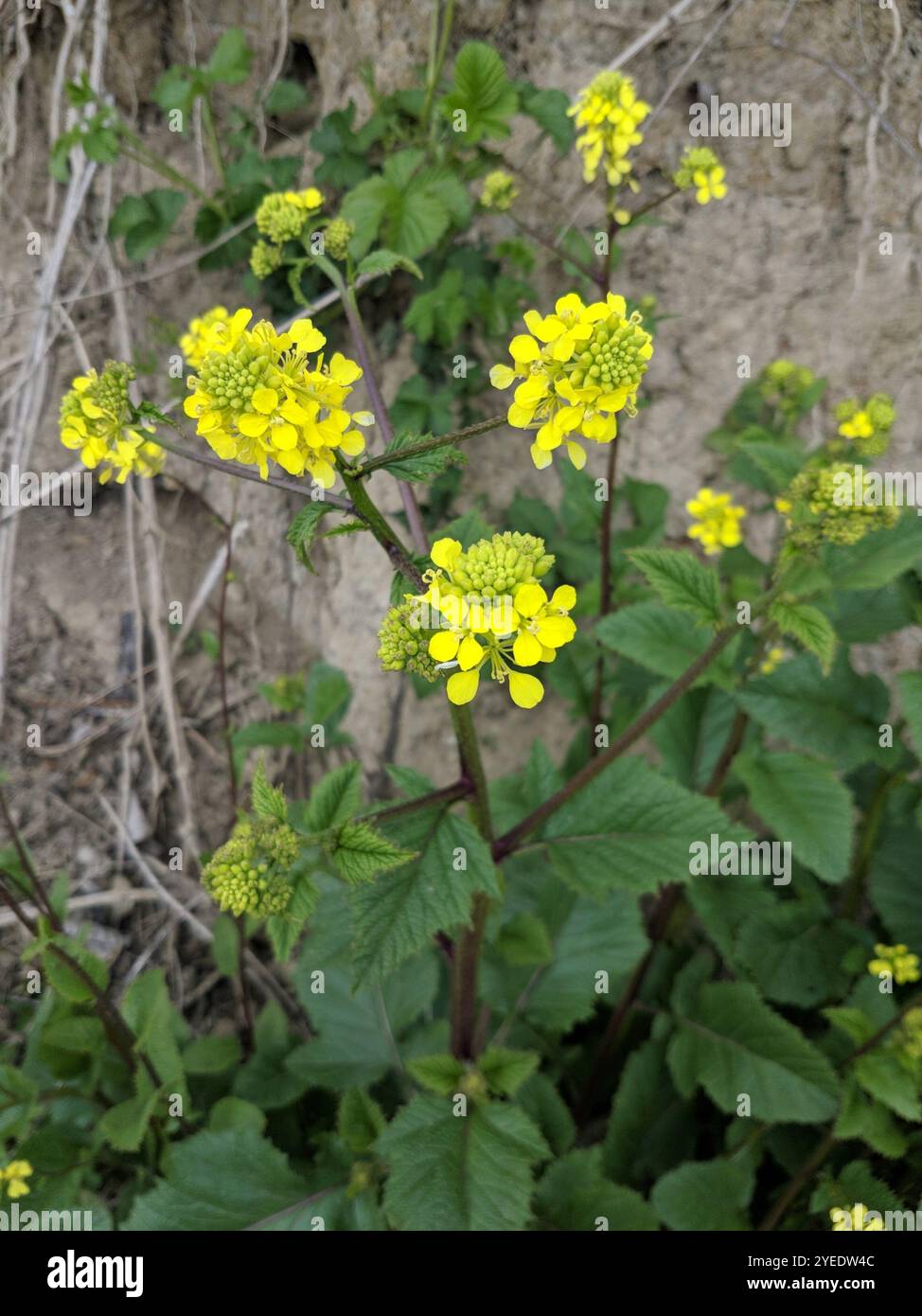 charlock (Mutarda arvensis Stock Photo - Alamy
