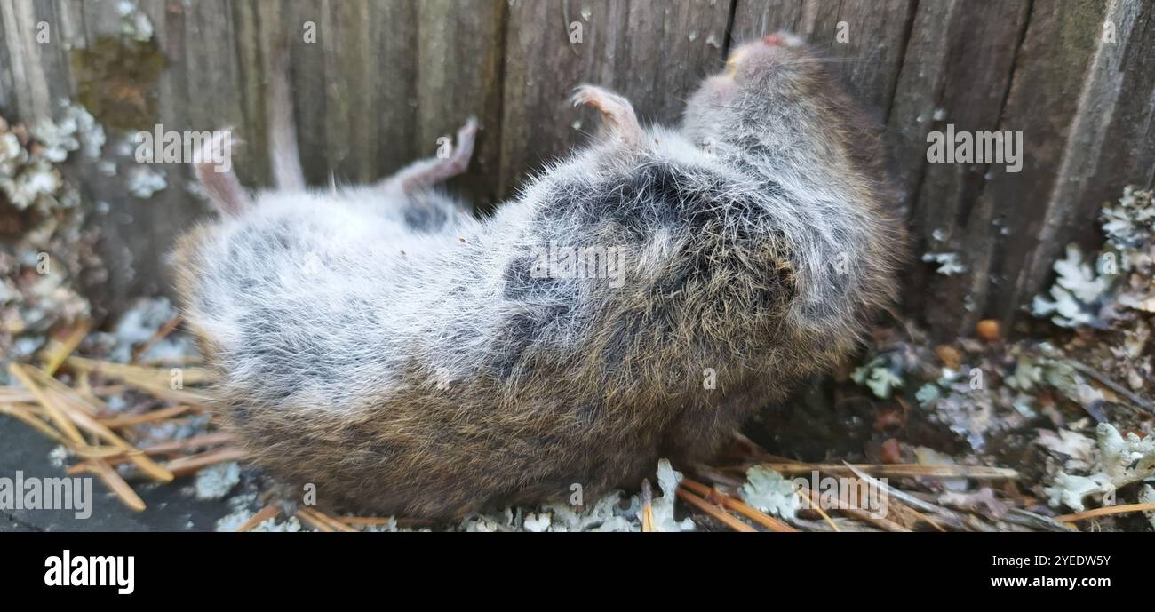 Common Vole (Microtus arvalis Stock Photo - Alamy