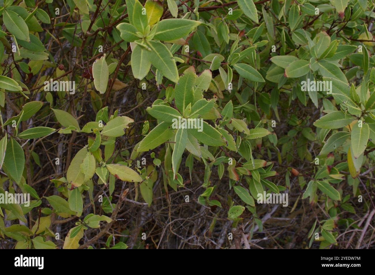 red mangrove (Rhizophora mangle Stock Photo - Alamy