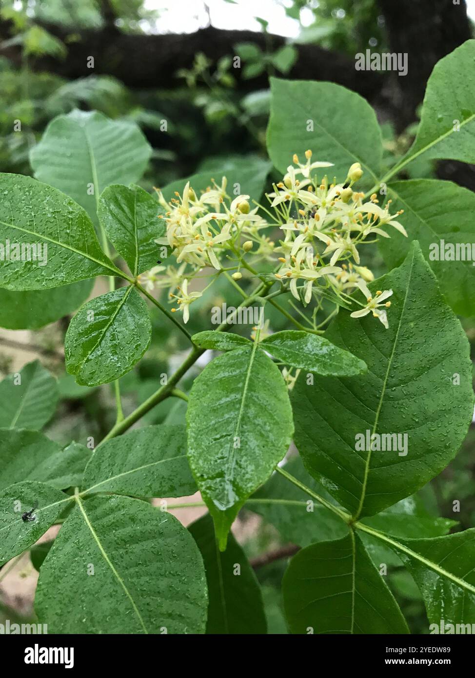 common hoptree (Ptelea trifoliata Stock Photo - Alamy