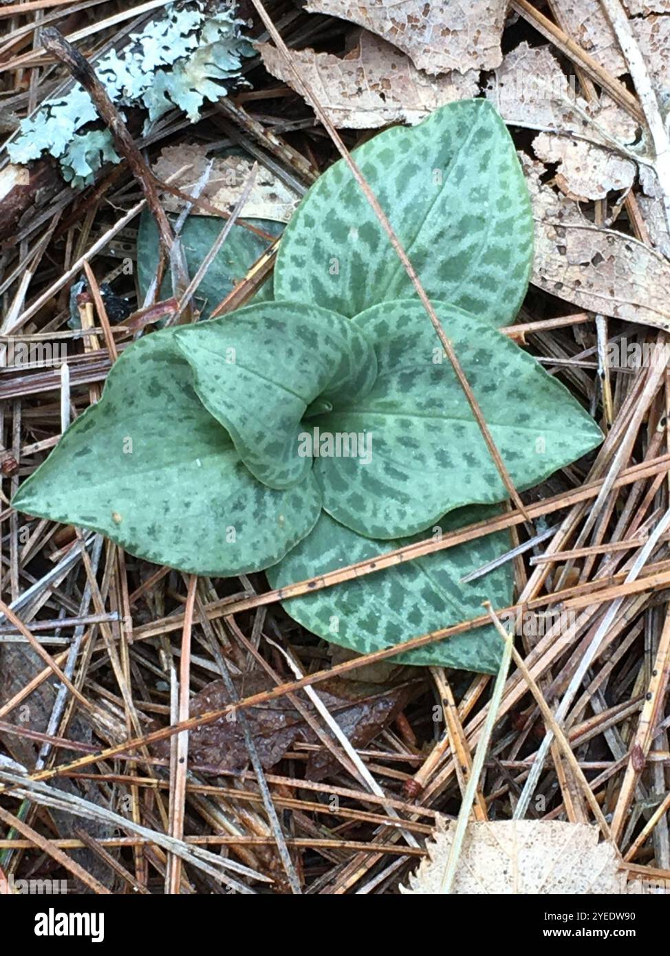 checkered rattlesnake plantain (Goodyera tesselata Stock Photo - Alamy