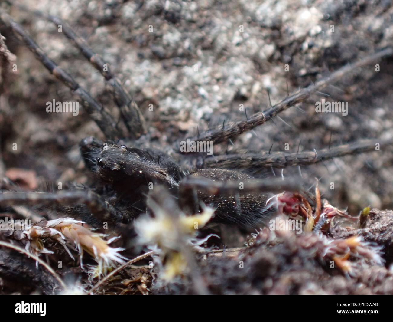 Thin-legged Wolf Spiders (Pardosa Stock Photo - Alamy
