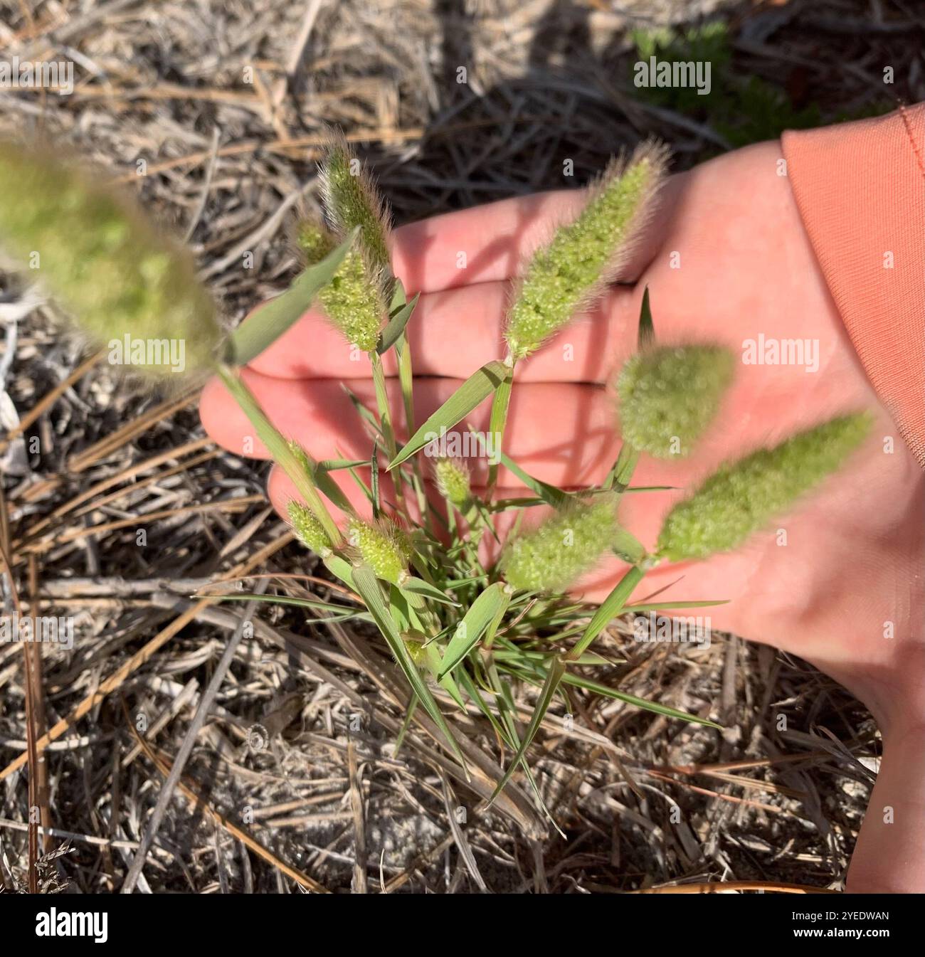 Polypogon monspeliensis hi-res stock photography and images - Alamy