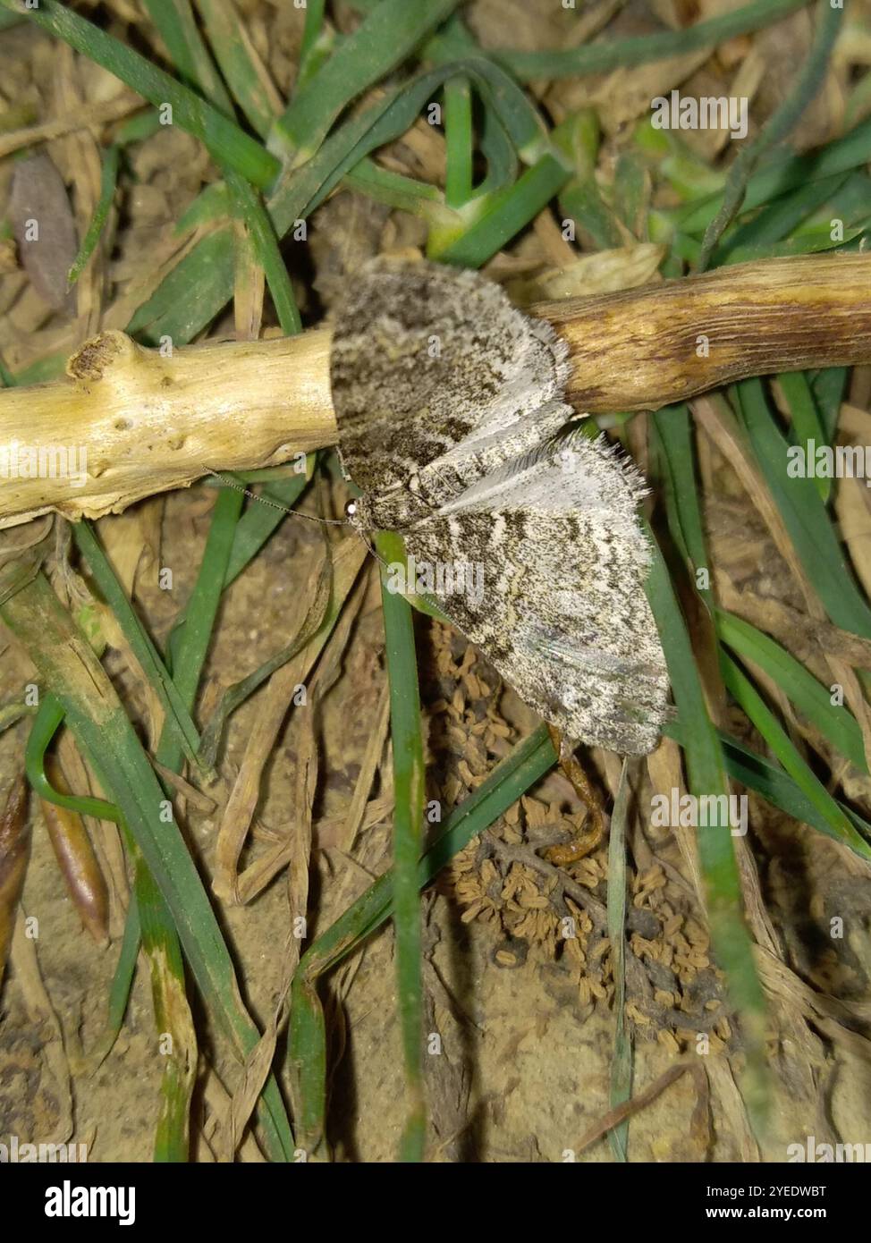 Lobophora hi-res stock photography and images - Alamy