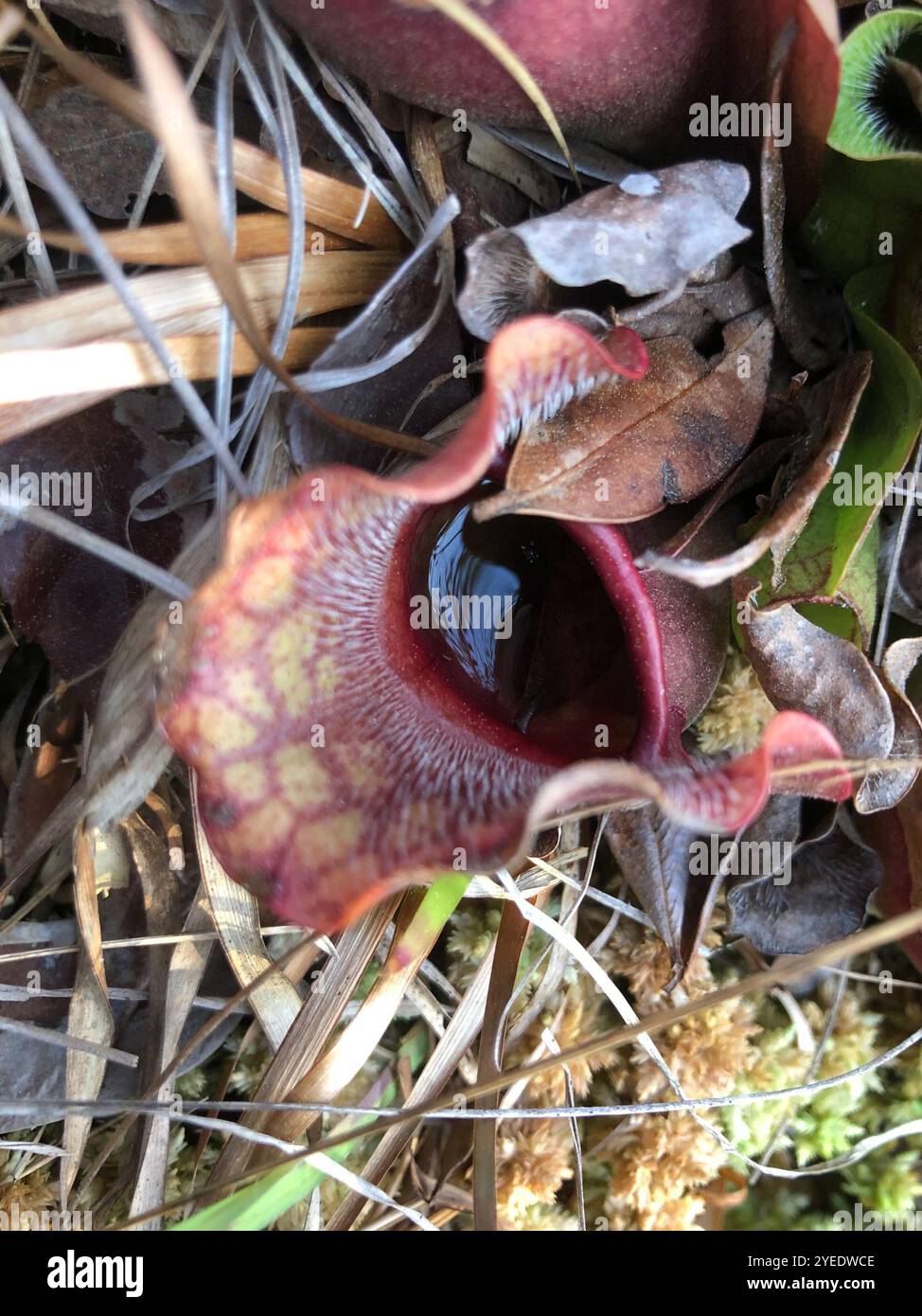 Southern Purple Pitcher Plant (Sarracenia purpurea venosa Stock Photo ...