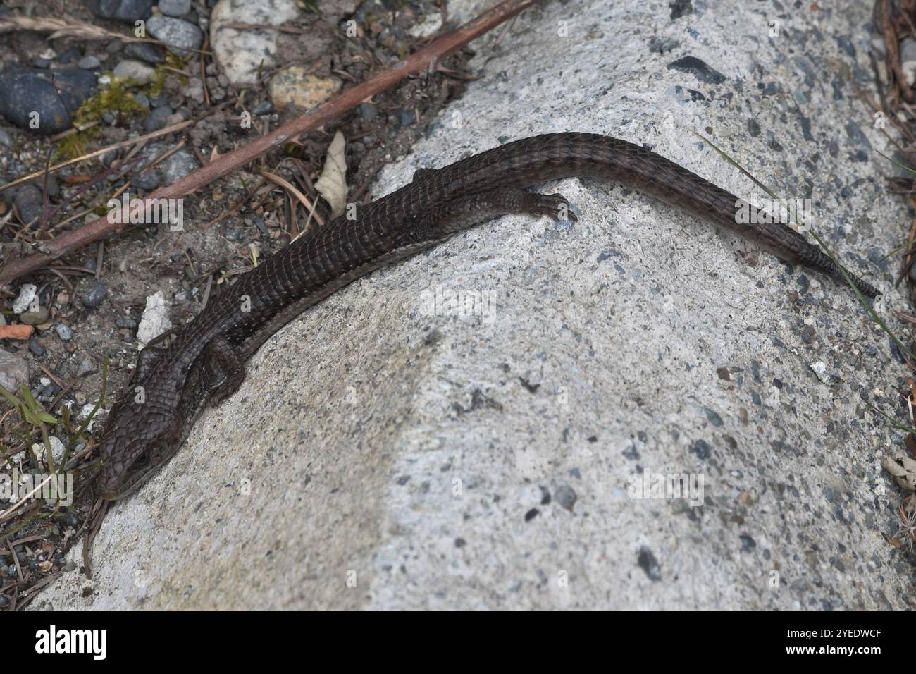 Northern Alligator Lizard (Elgaria coerulea Stock Photo - Alamy