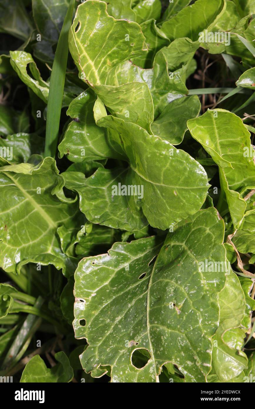 sea beet (Beta vulgaris maritima Stock Photo - Alamy