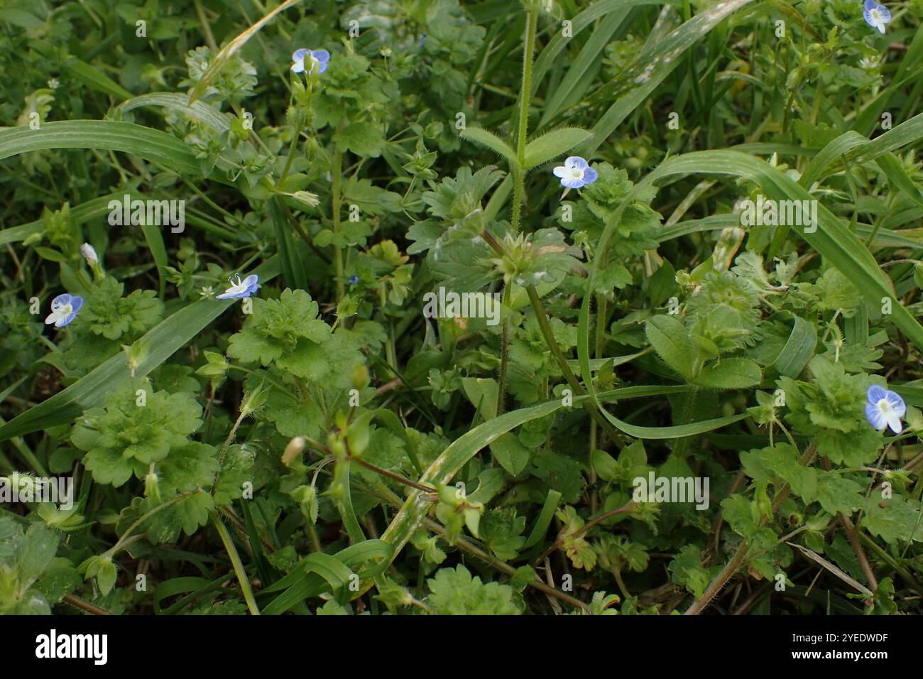 bird's-eye speedwell (Veronica persica Stock Photo - Alamy