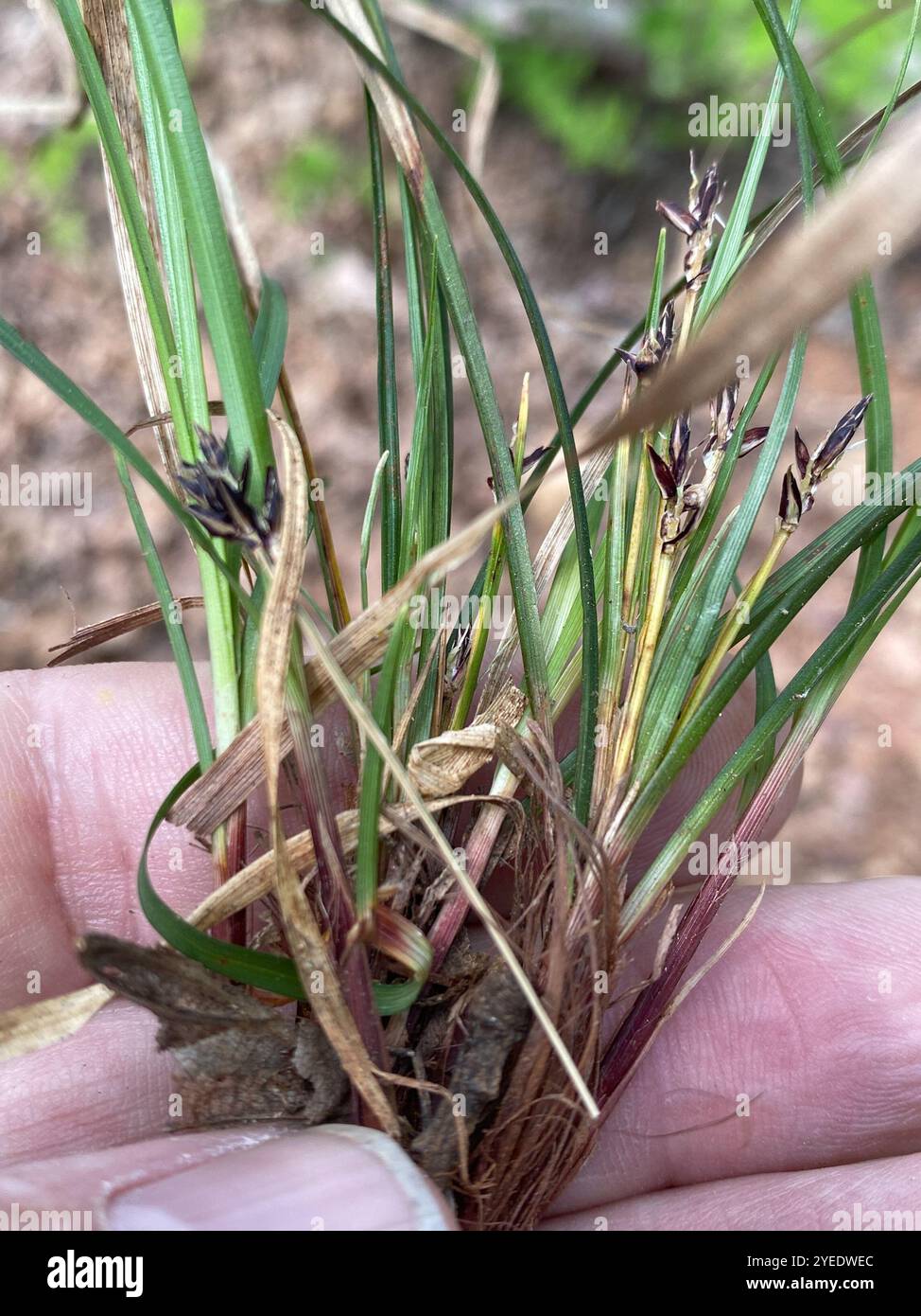 Black-edge Sedge (Carex nigromarginata Stock Photo - Alamy