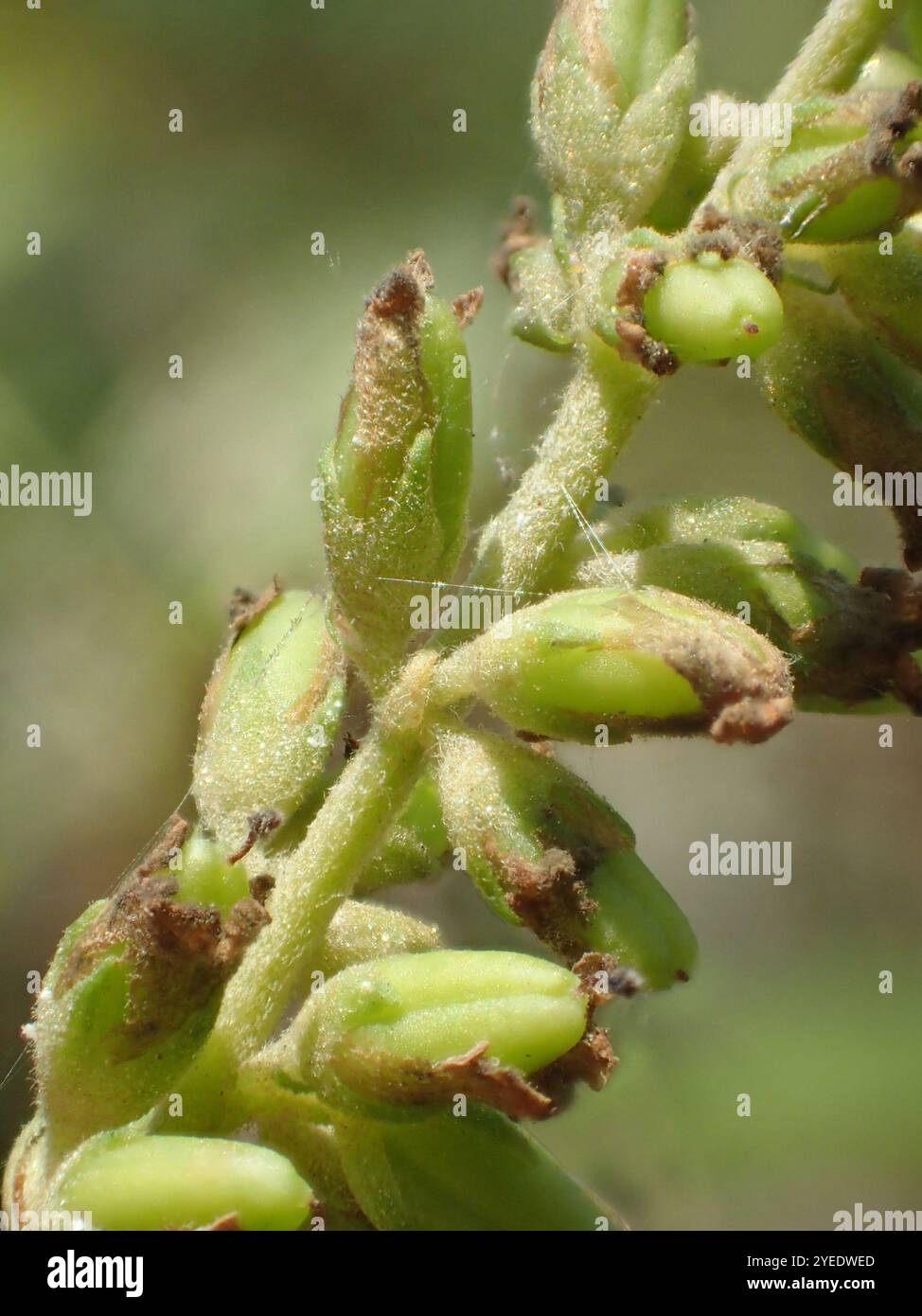 Buddleja asiatica hi-res stock photography and images - Alamy