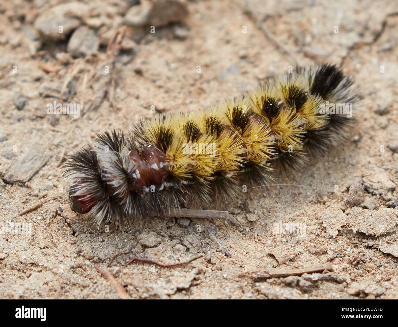 Virginia Ctenucha Moth (Ctenucha virginica Stock Photo - Alamy