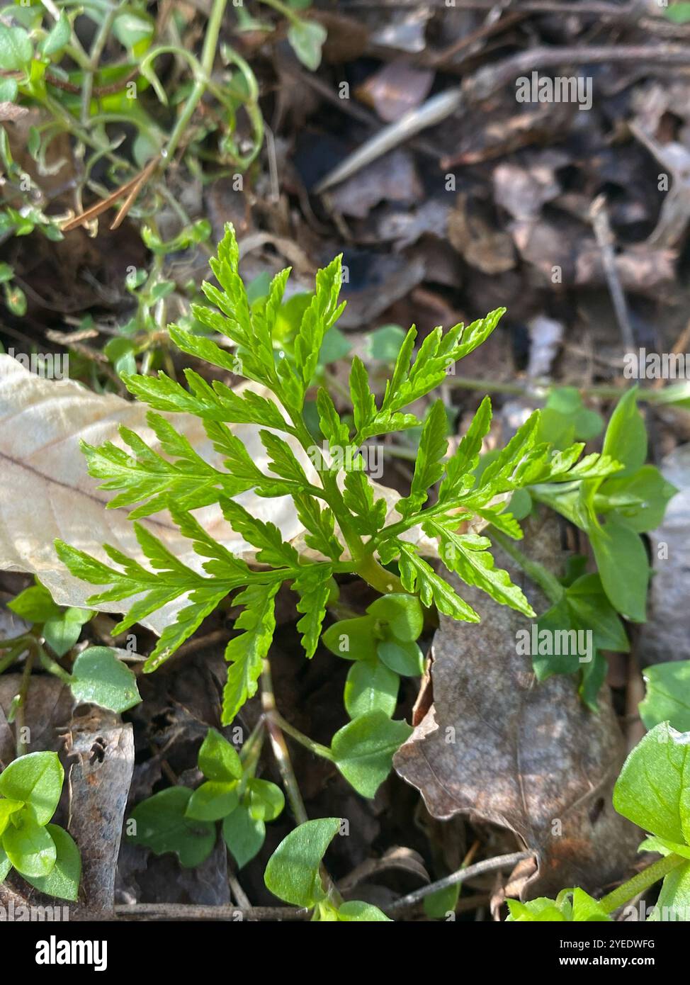 rattlesnake fern (Botrypus virginianus Stock Photo - Alamy