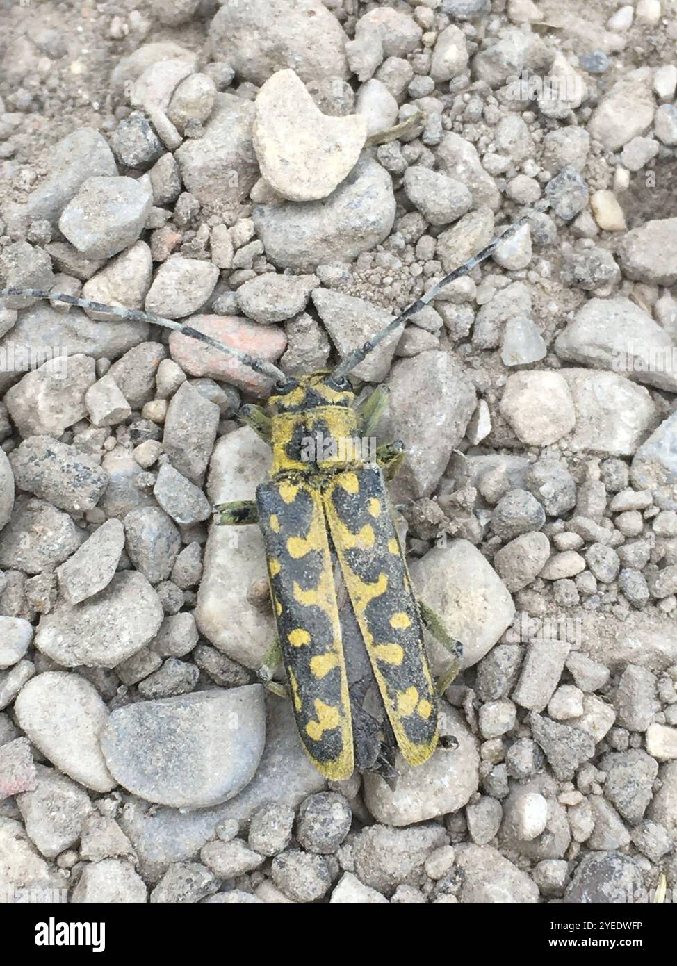 Saperda scalaris longhorn beetle hi-res stock photography and images ...