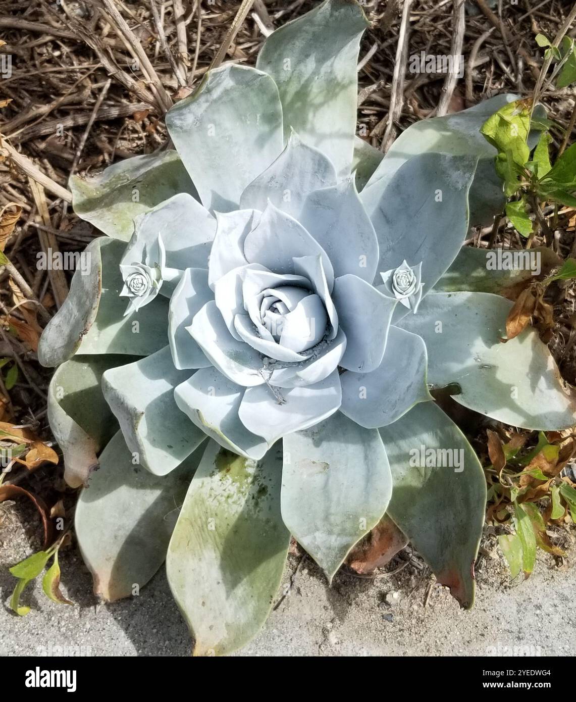 Chalk dudleya hi-res stock photography and images - Alamy