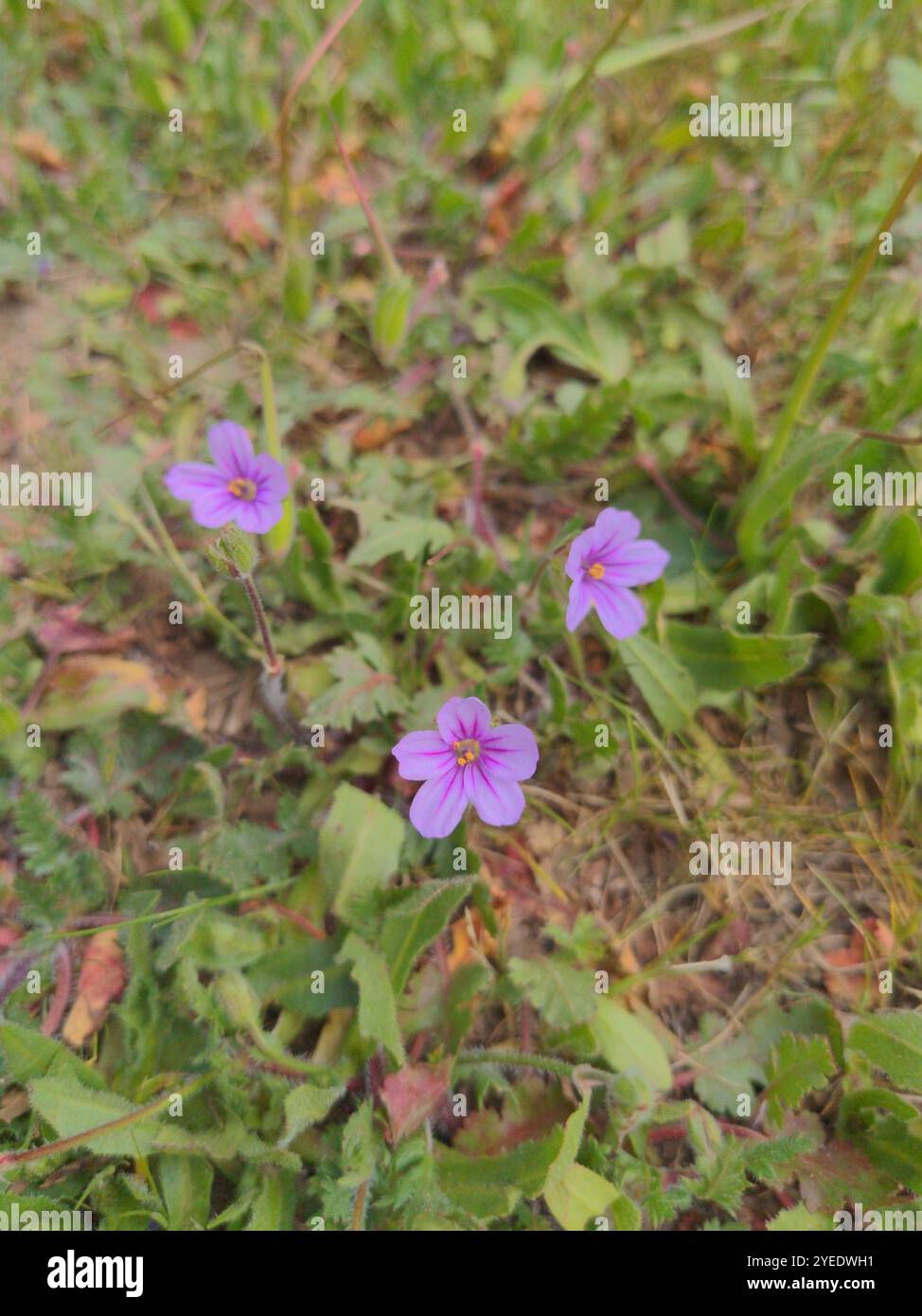 Mediterranean Stork's-bill (Erodium botrys Stock Photo - Alamy