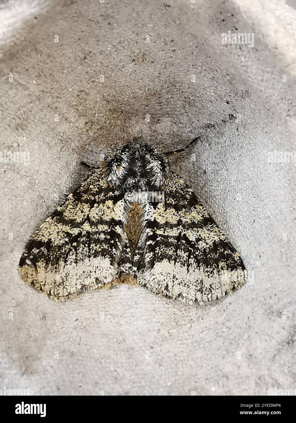Brindled beauty moth lycia hirtaria hi-res stock photography and images ...