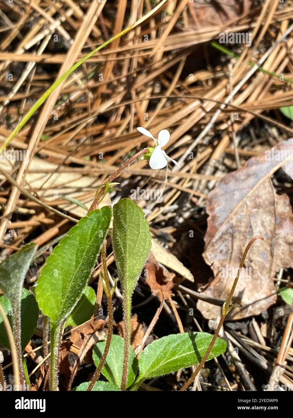 primrose-leaved violet (Viola primulifolia Stock Photo - Alamy
