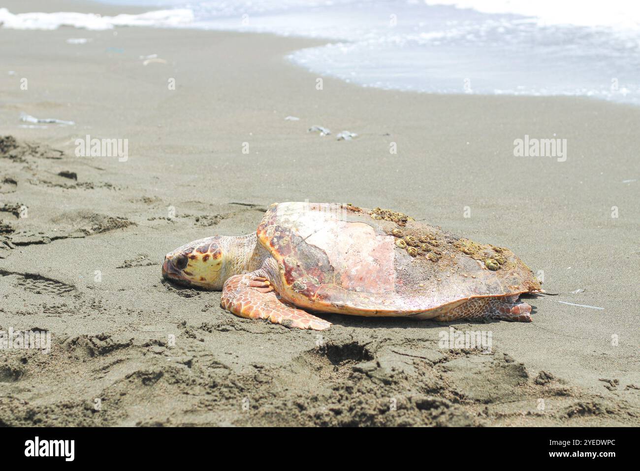 Tired and sick loggerhead turtle (caretta caretta), washed up on the ...