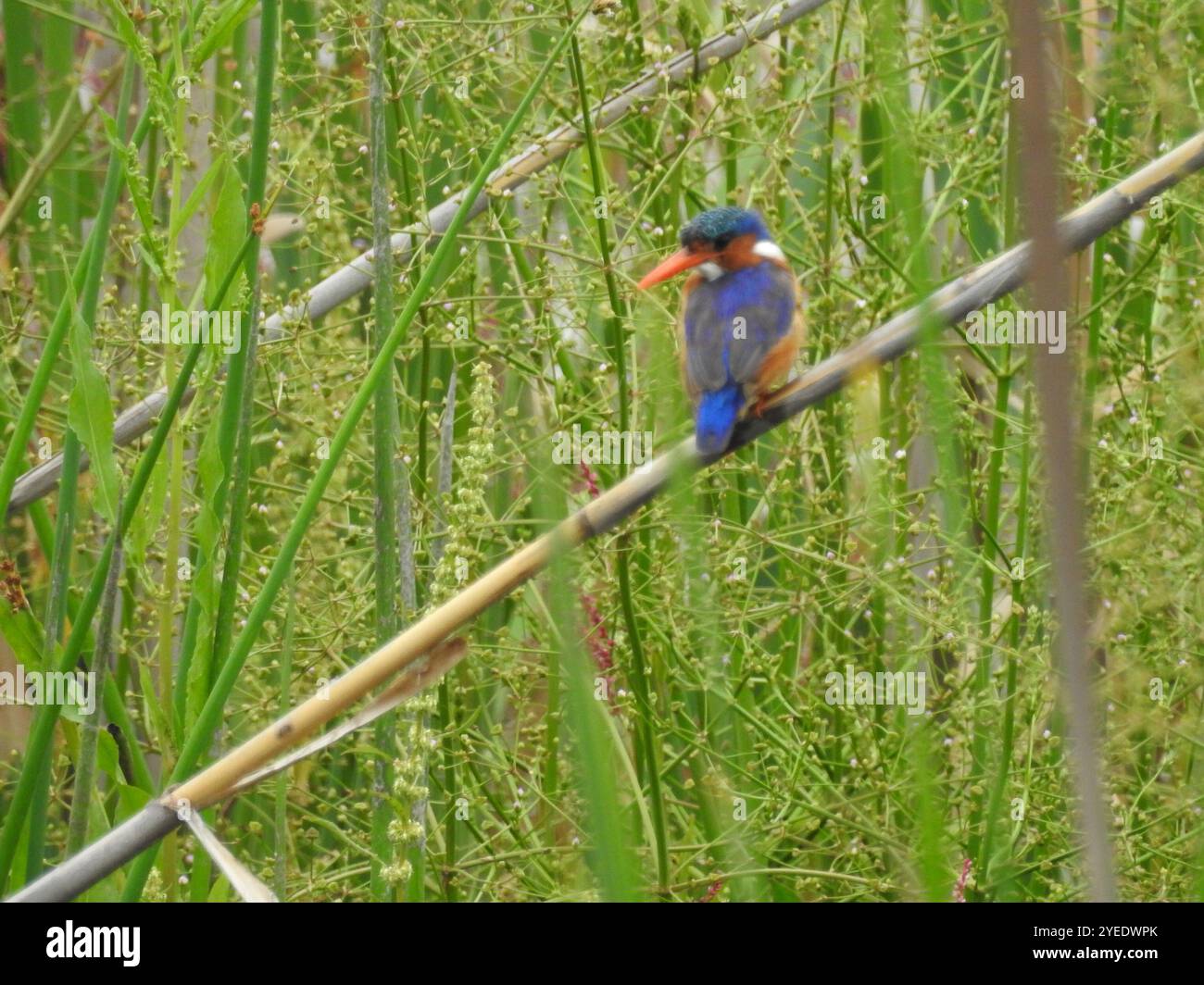 Southern Malachite Kingfisher (Corythornis cristatus cristatus Stock ...