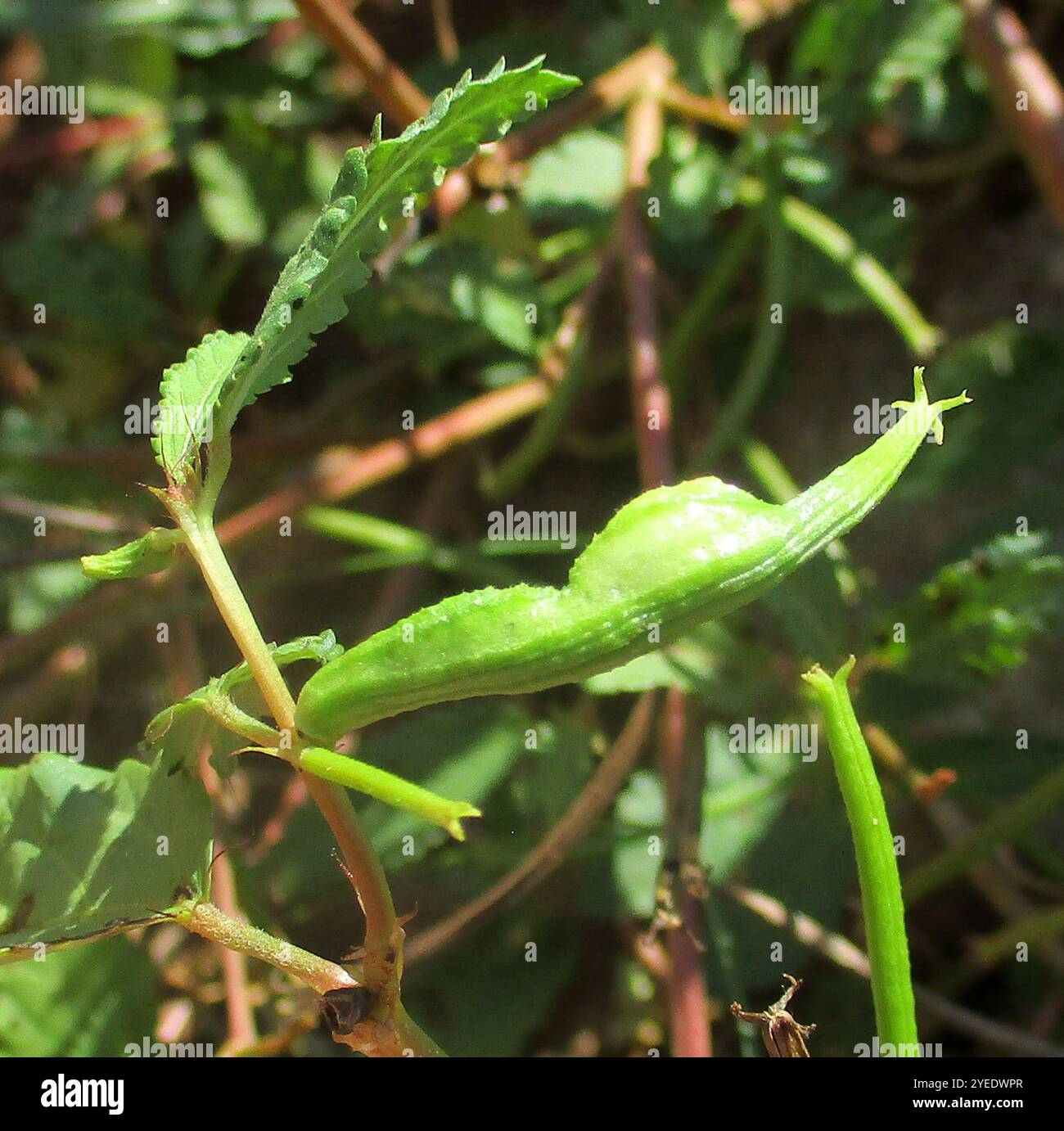 Wild Jute (Corchorus tridens Stock Photo - Alamy