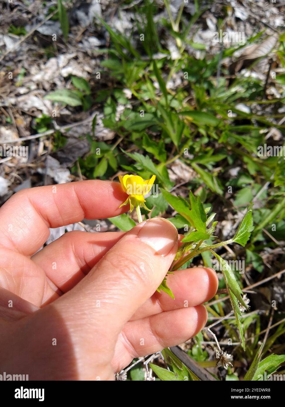 Ranunculus hispidus hi-res stock photography and images - Alamy