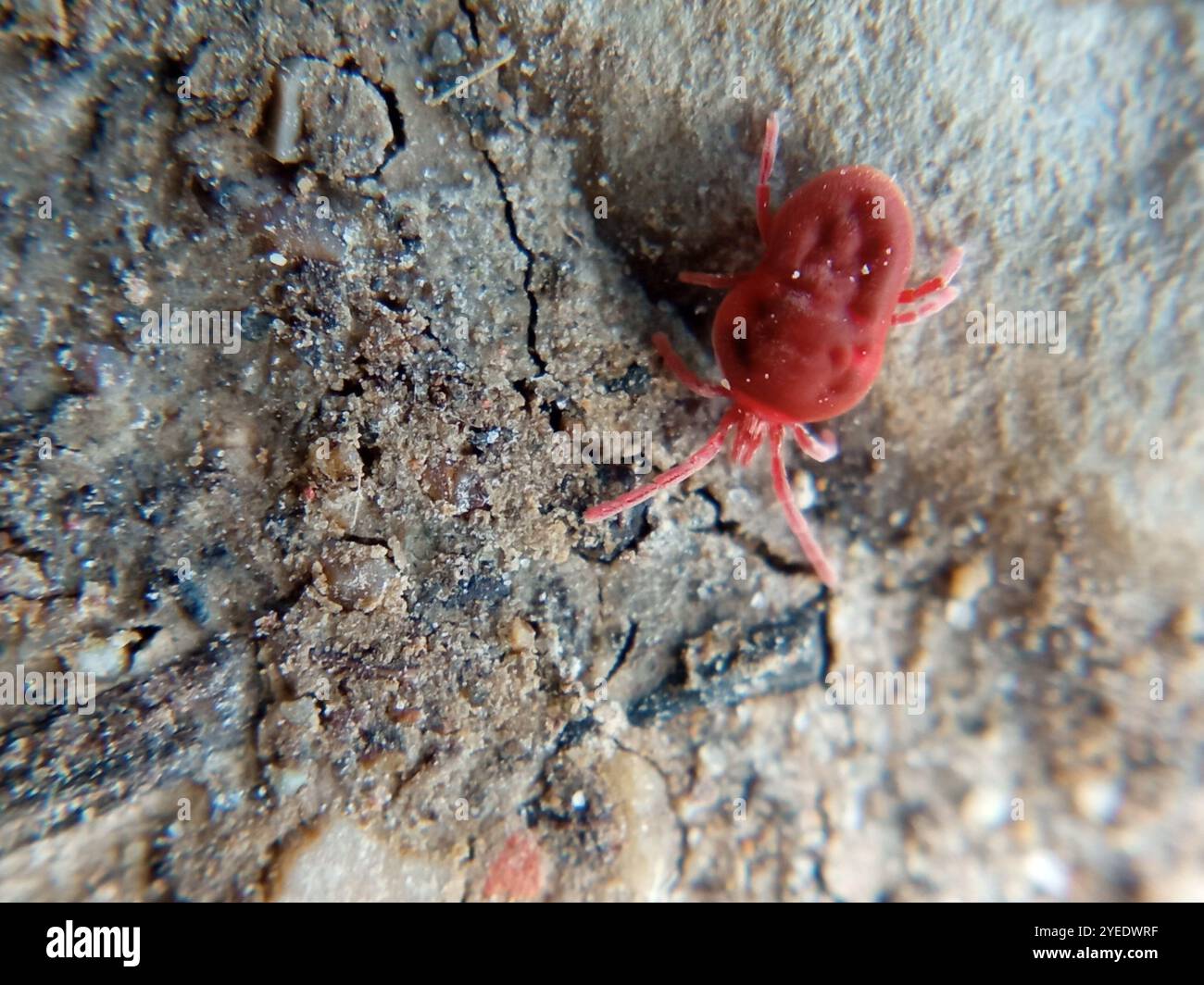 Sumo Mites (Allothrombium Stock Photo - Alamy