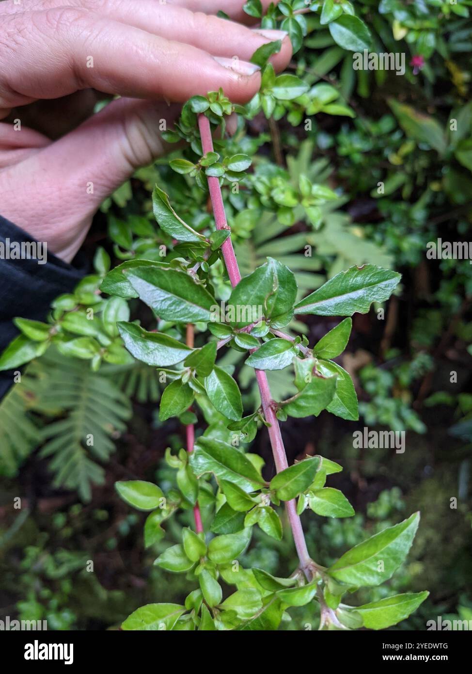 Fuchsia microphylla hi-res stock photography and images - Alamy
