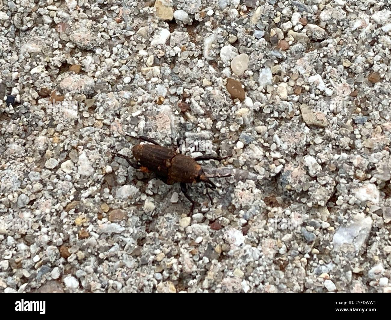 Billbug Weevils (Sphenophorus Stock Photo - Alamy