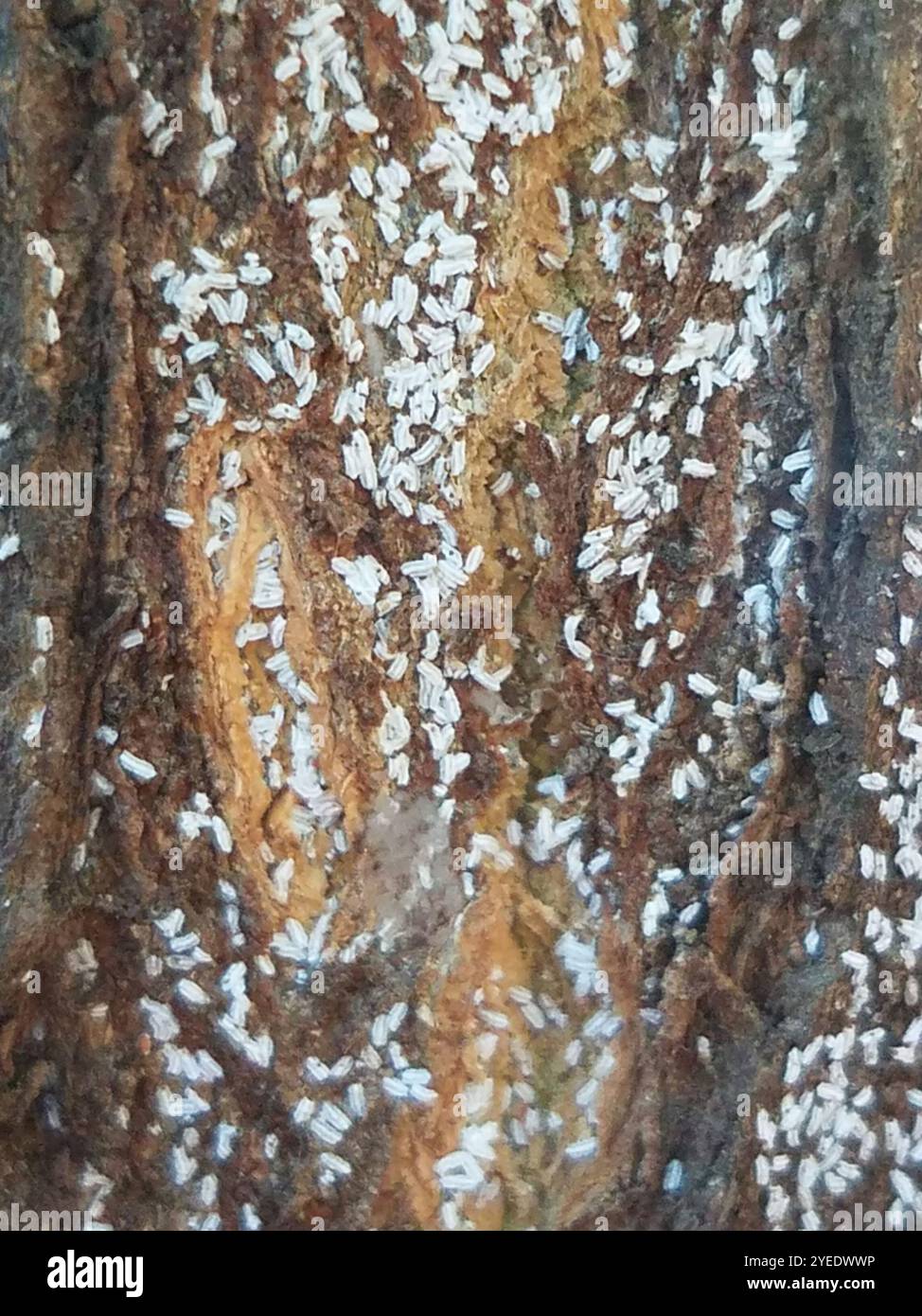 Citrus Snow Scale (Unaspis citri Stock Photo - Alamy