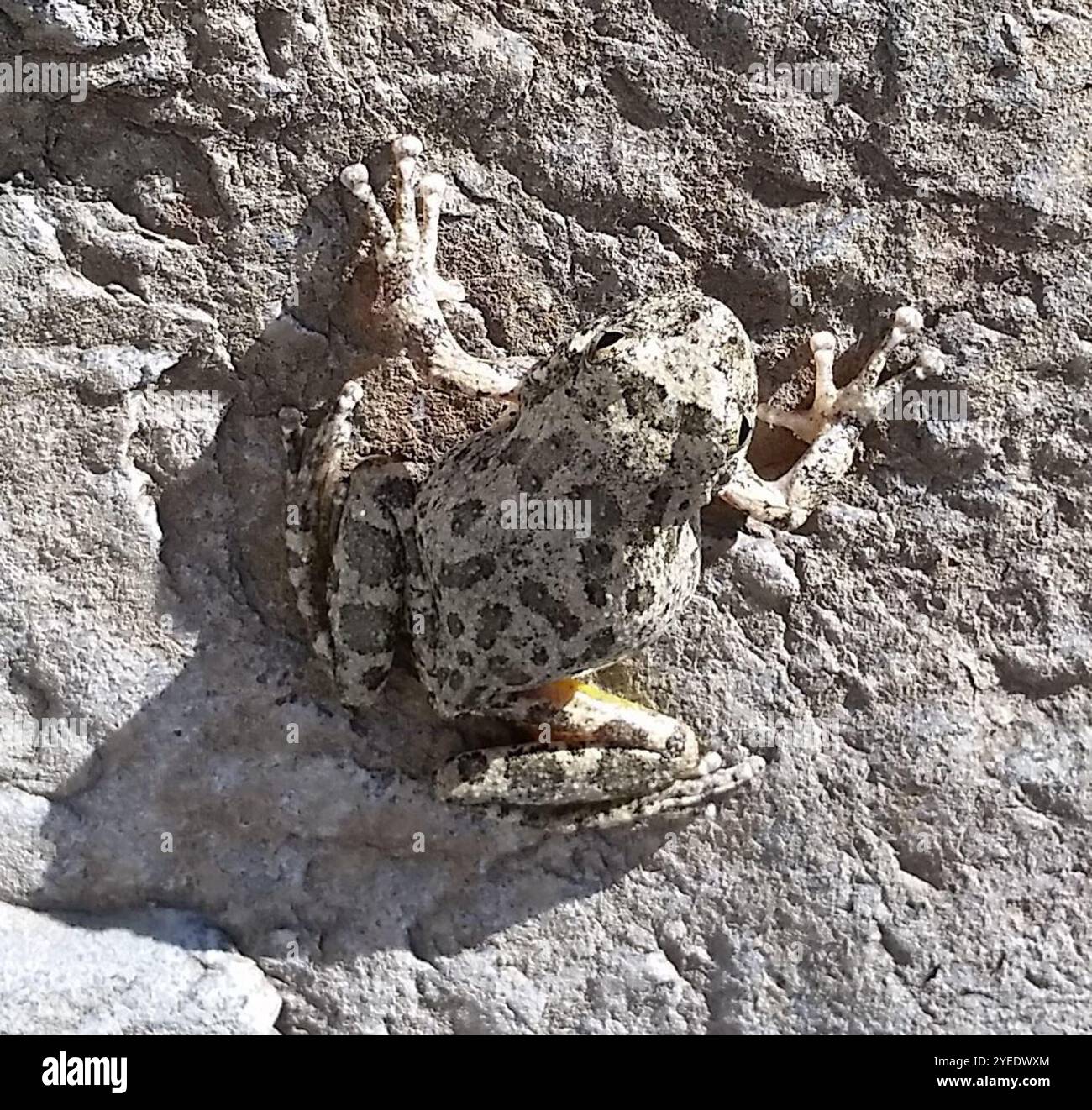 Cadaverina hi-res stock photography and images - Alamy