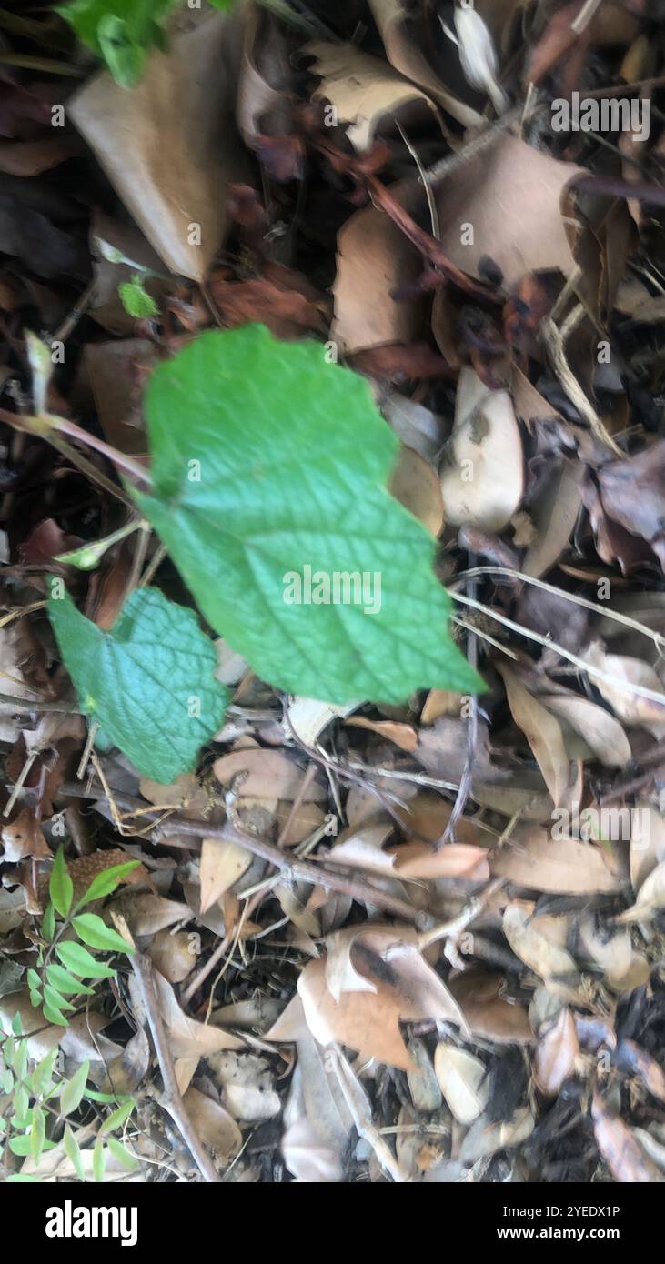 mustang grape (Vitis mustangensis Stock Photo - Alamy