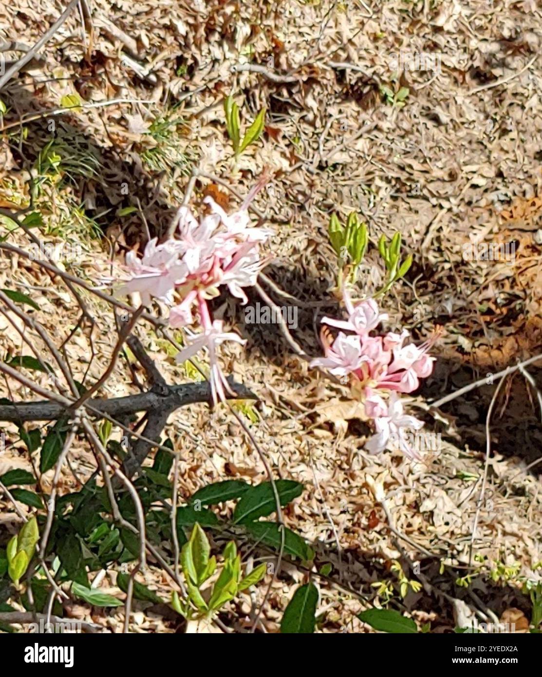 Mountain Azalea (Rhododendron canescens Stock Photo - Alamy