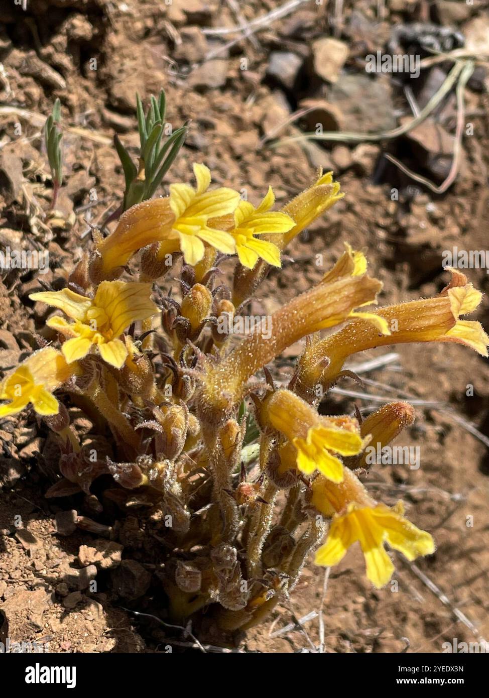 yellow clustered broomrape (Aphyllon franciscanum Stock Photo - Alamy
