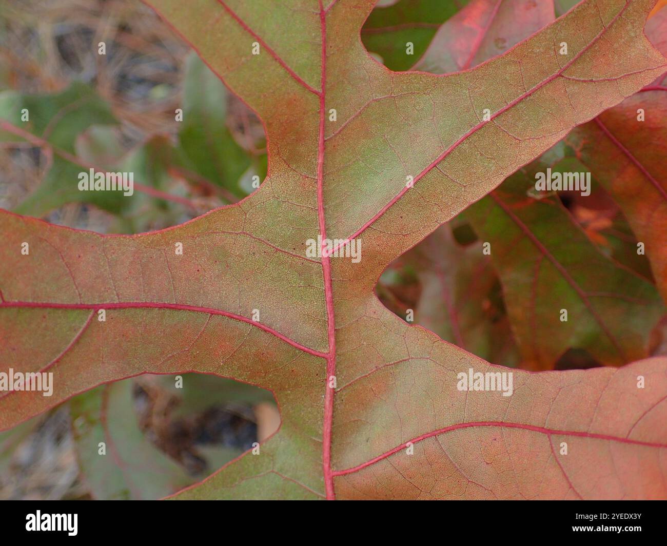 American turkey oak (Quercus laevis Stock Photo - Alamy
