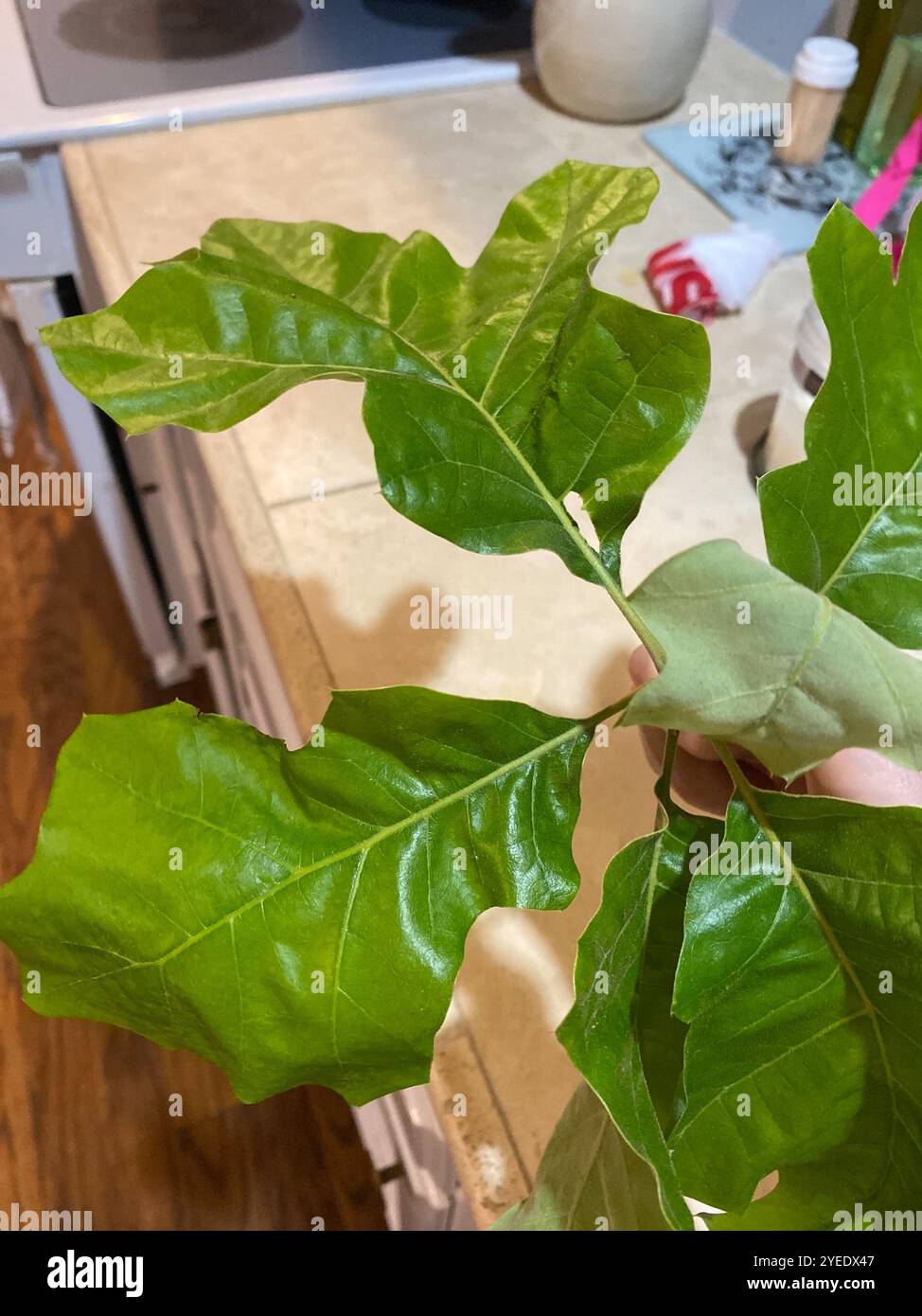 overcup oak (Quercus lyrata Stock Photo - Alamy