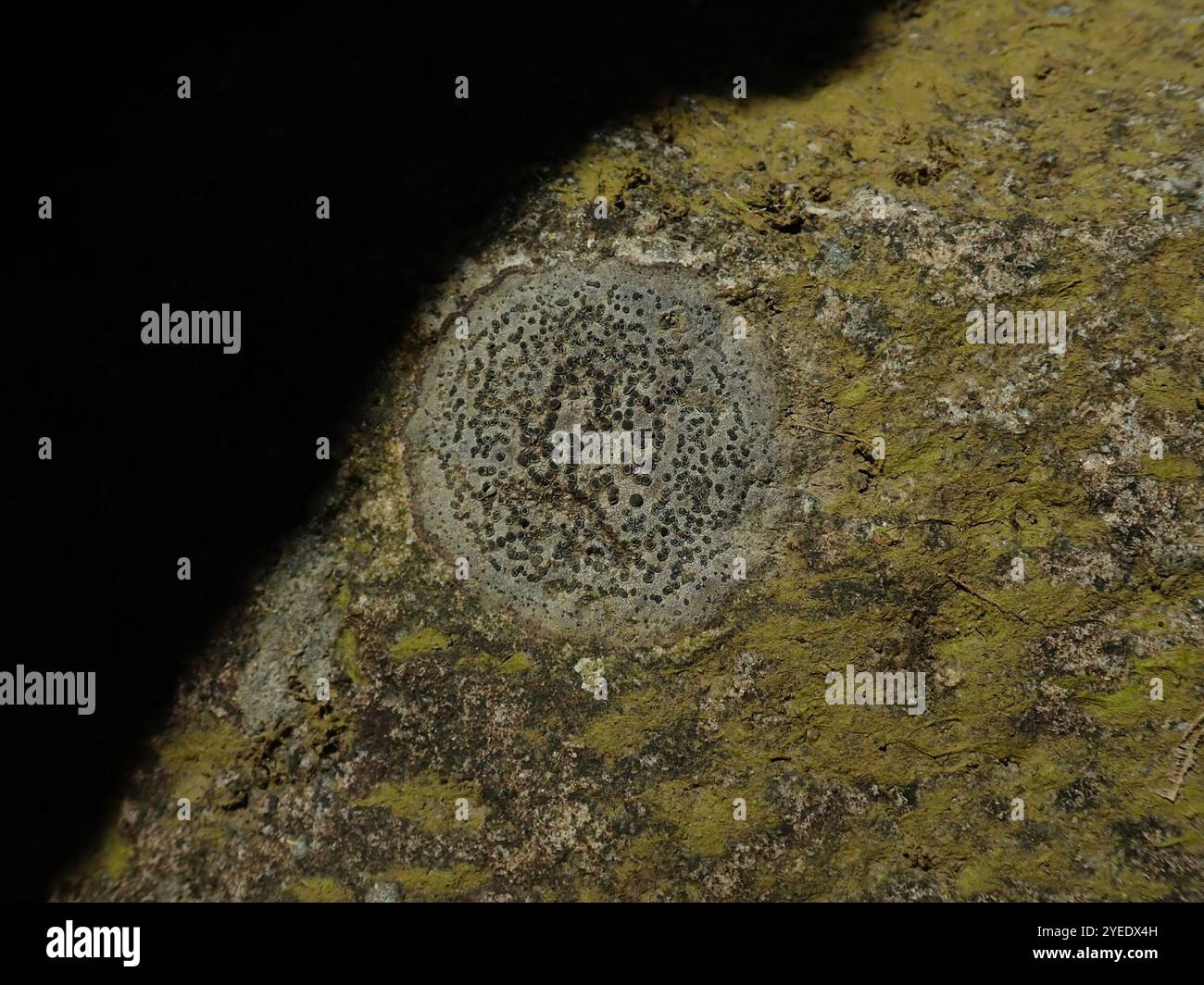 Concentric boulder lichen hi-res stock photography and images - Alamy