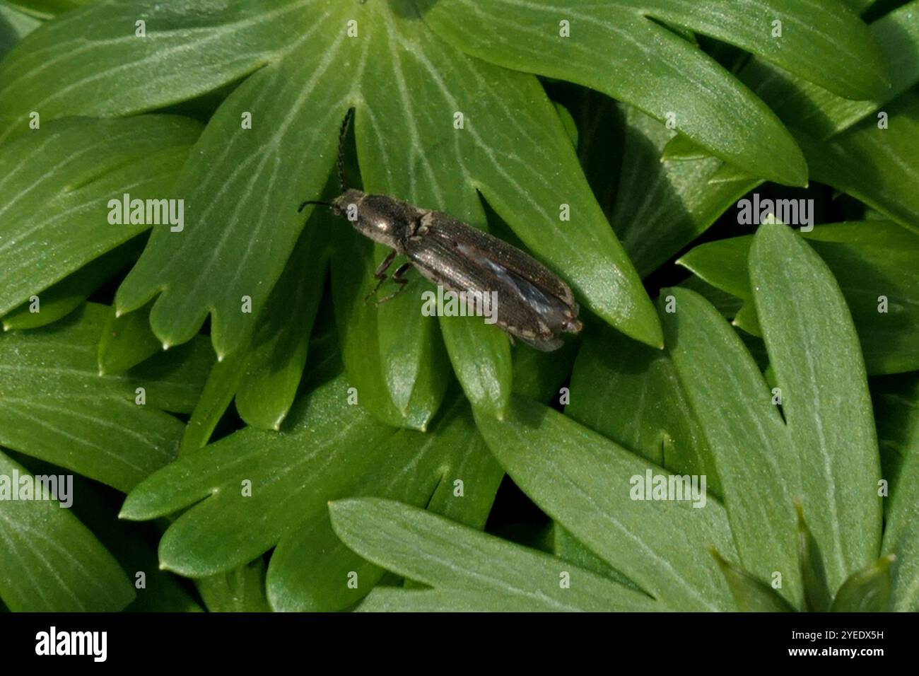 Cylindrical Click Beetle (Sylvanelater cylindriformis Stock Photo - Alamy